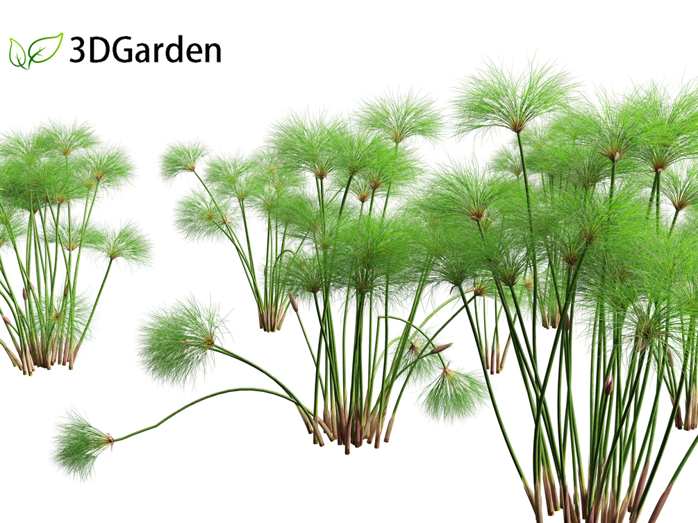 Cyperus papyrus – Bulrush 01 3D Model