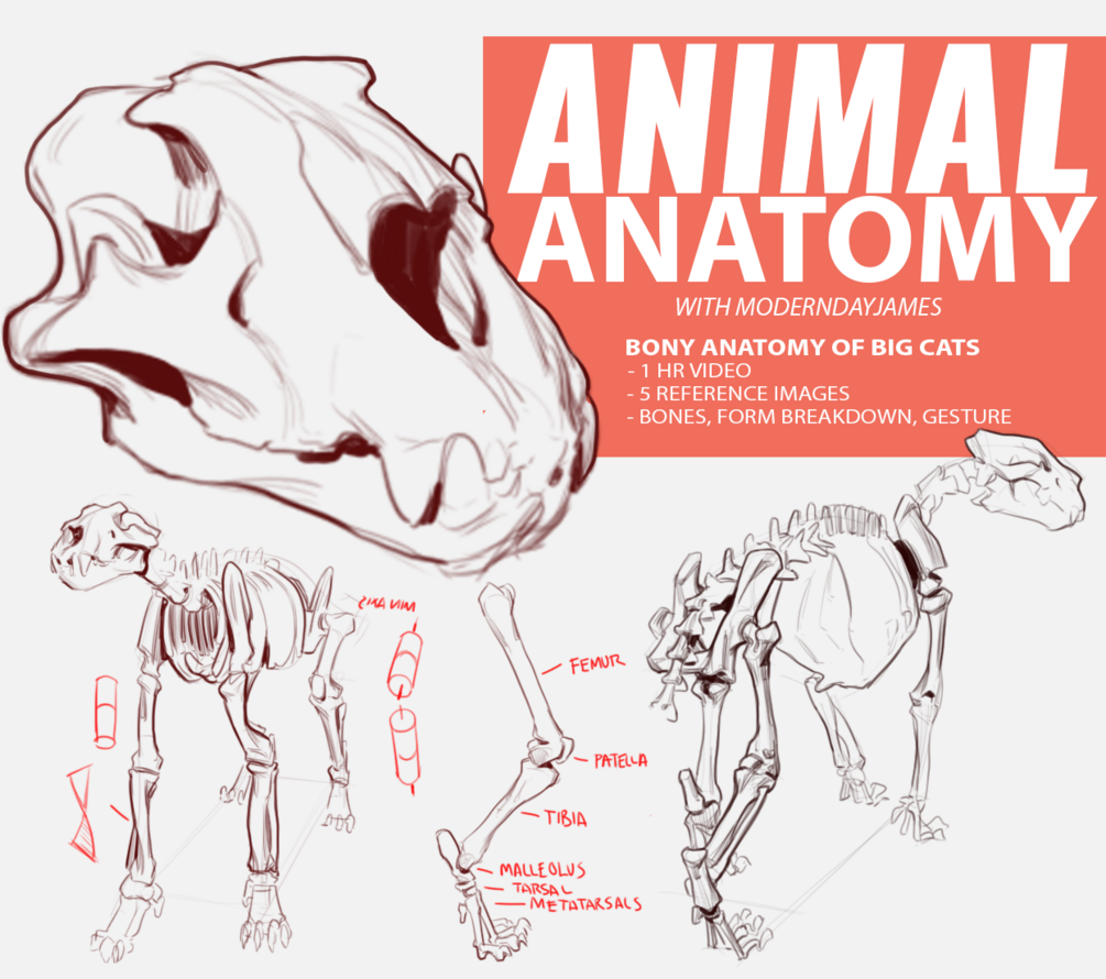 ANIMAL ANATOMY 1: BONY ANATOMY OF BIG CATS