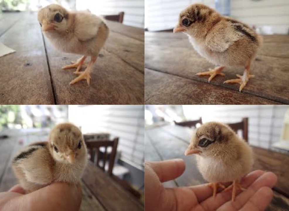 A set of 4 chick's photos
