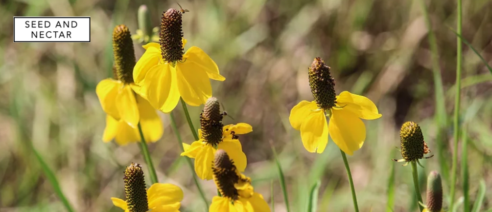 Nurturing Nature: Exploring the World of Native Plants