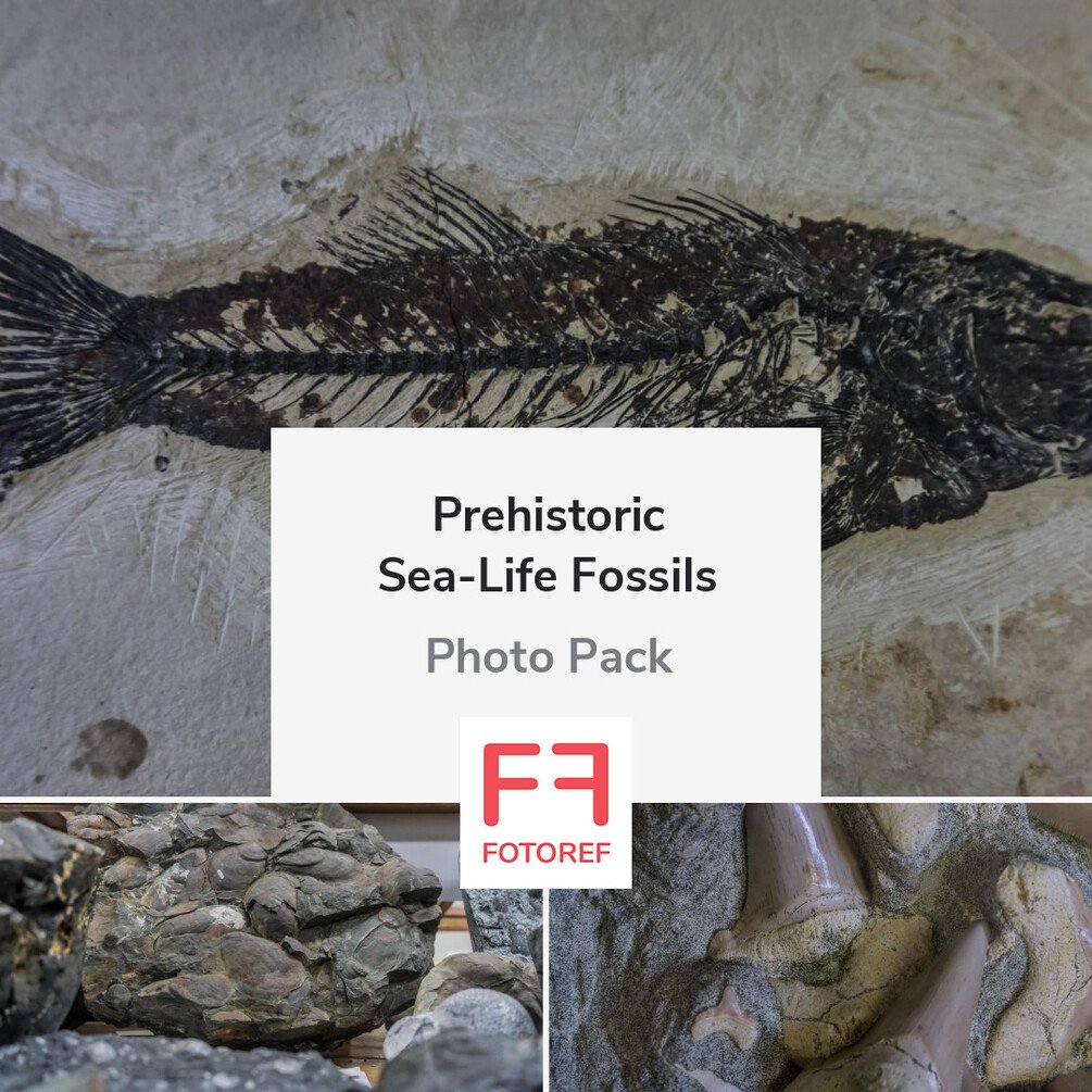 165 photos of Prehistoric Sea-Life Fossils