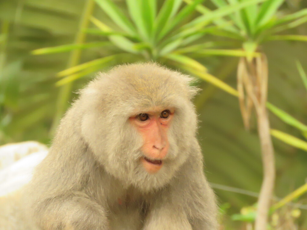 Wild Primate Portraits