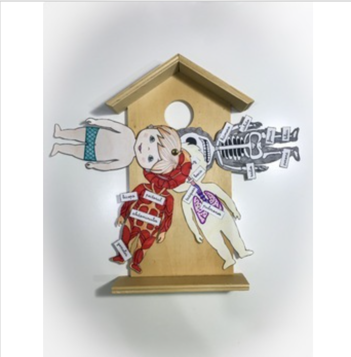 EL CUERPO HUMANO EN CAPAS