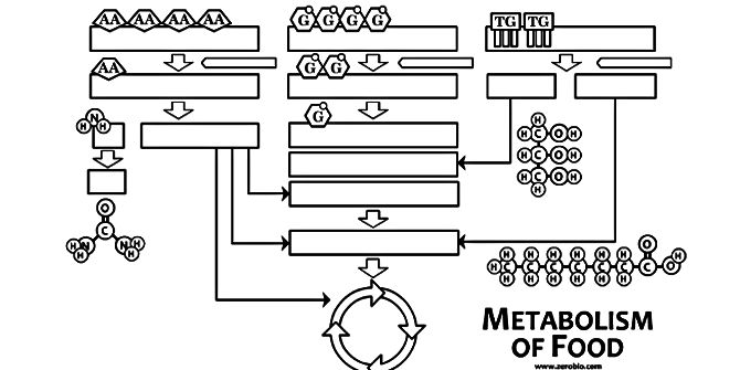 Metabolism of Food