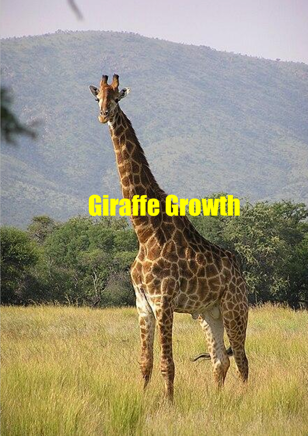 Giraffe Growth
