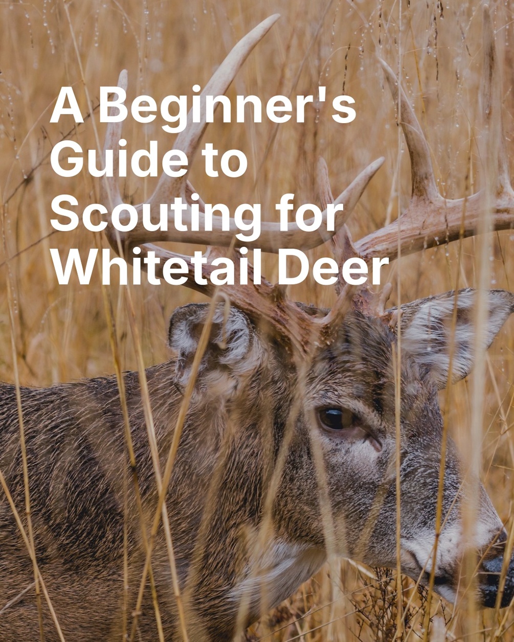 A Beginner's Guide to Scouting for Whitetail Deer (PDF eBook)