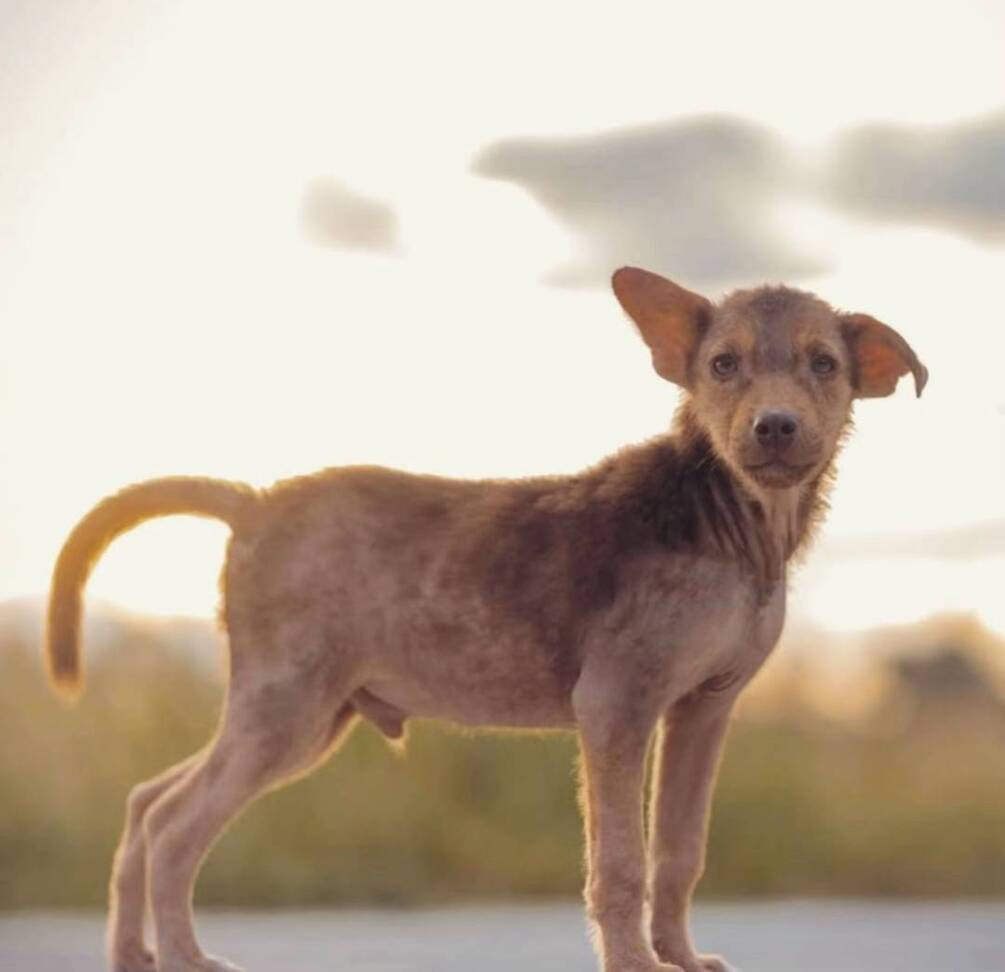 Strong Paws: A Simple Guide to Dog Nutrition & Care