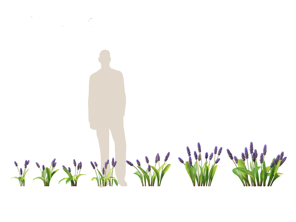 muscari latifolium – Grape Hyacinth 3D Model