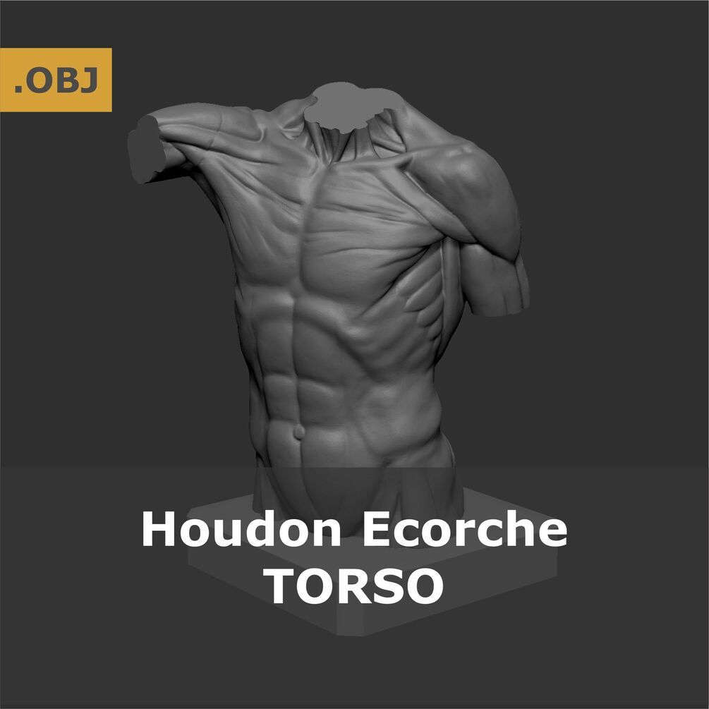 Torso Houdon Ecorche