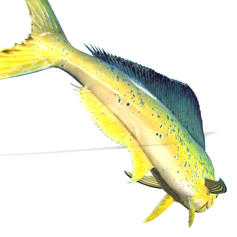 DORADO FISH TROUT PEA SHARK SALMON 3D MODEL BASS OCTOPUS ANIMATED 3D ...