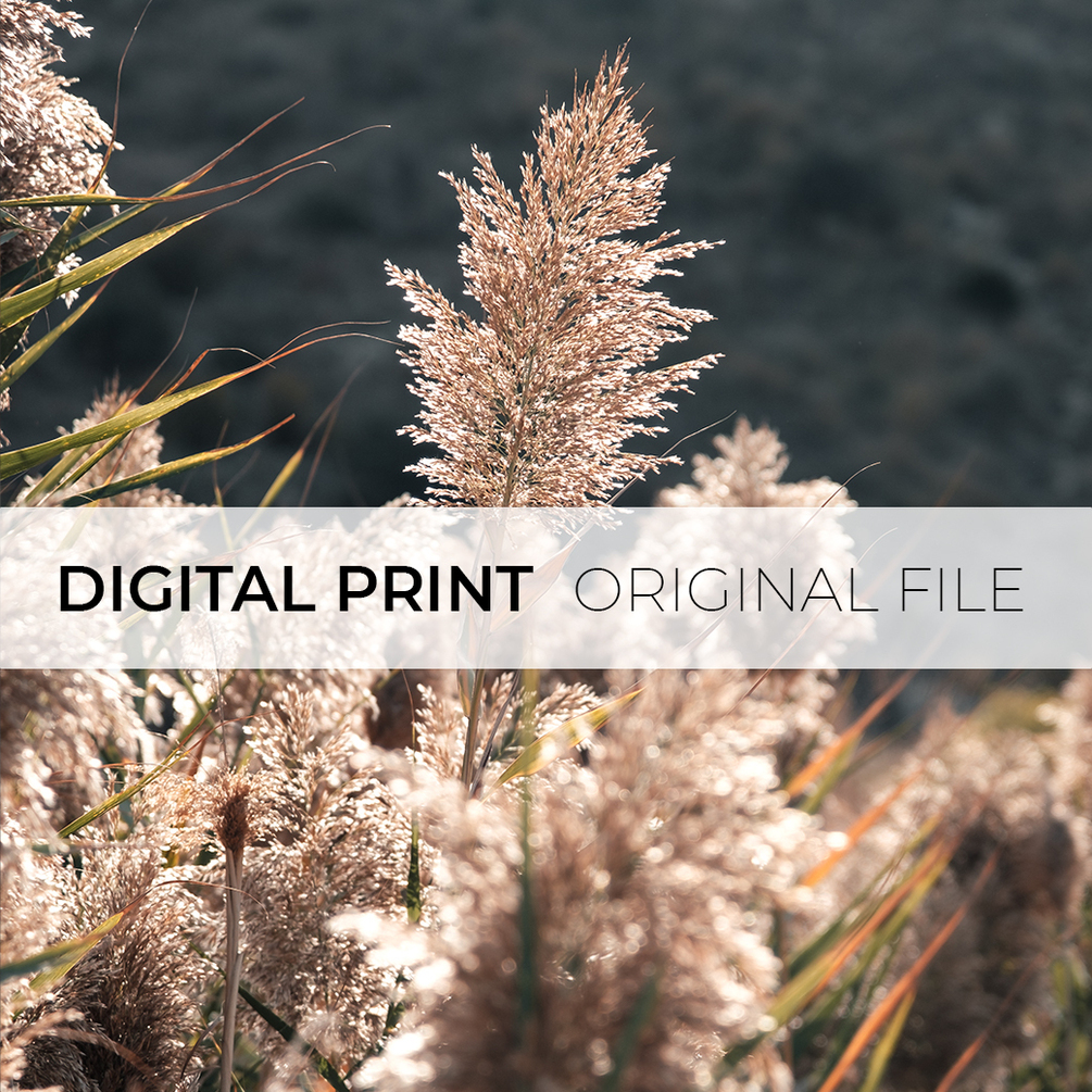 Wheat - Digital Print