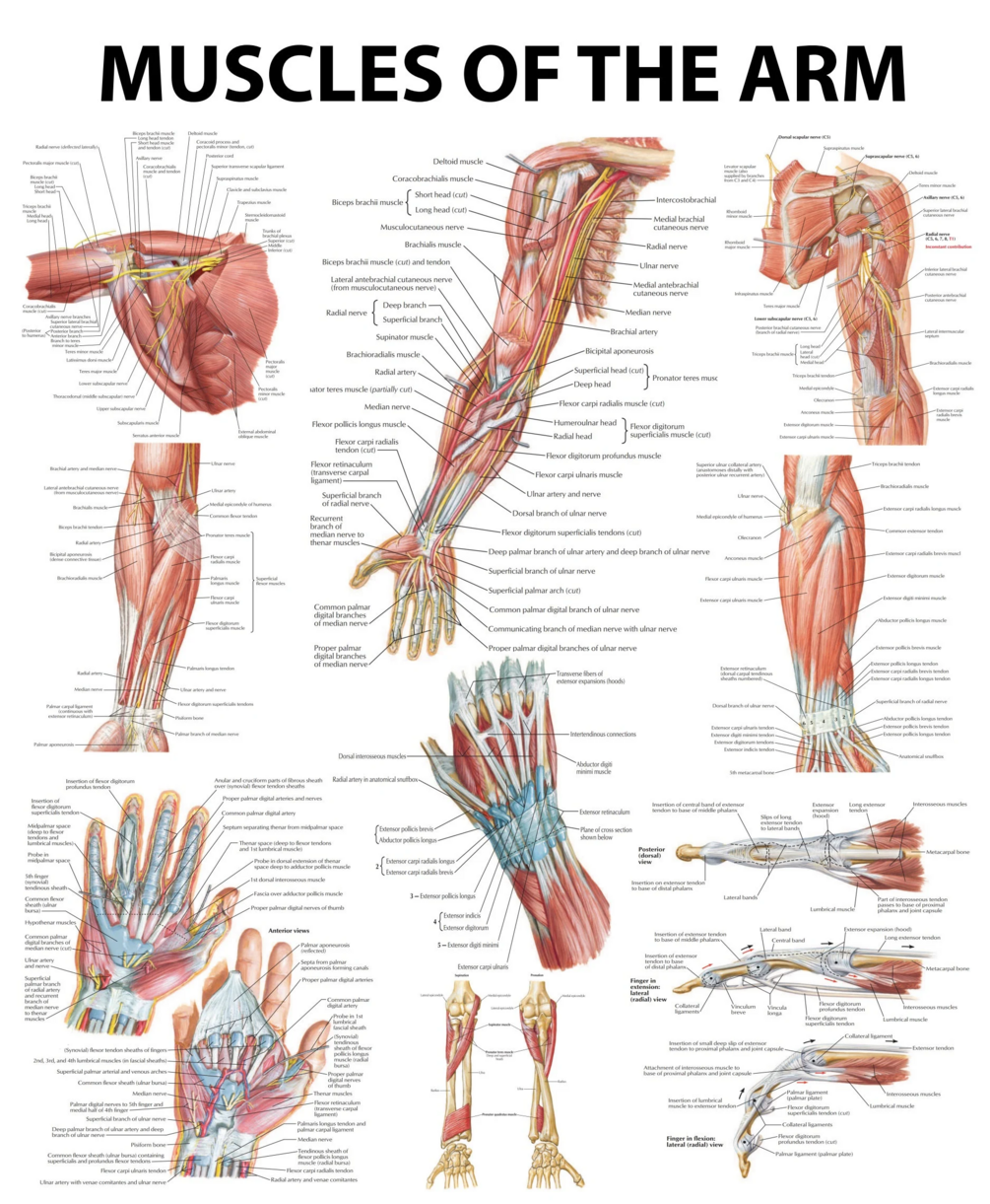 Anatomical Poster: Muscles of the Arm – Unveiling the Power Within ...