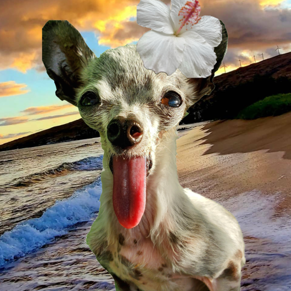 Digital Pepe Wallpaper and ASMR Ocean + Audio