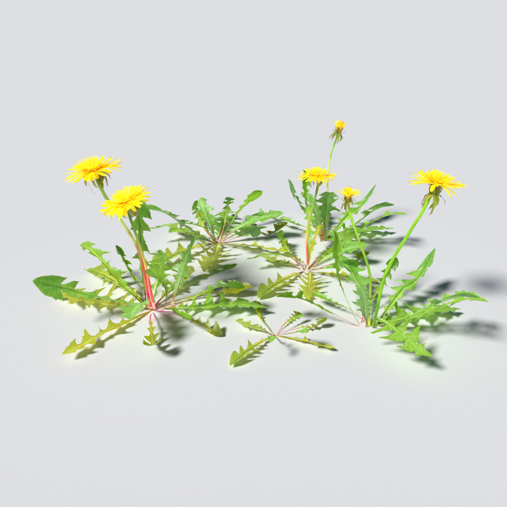 Dandelion Pack