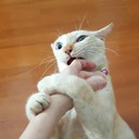 Boonchai The Fat Cat