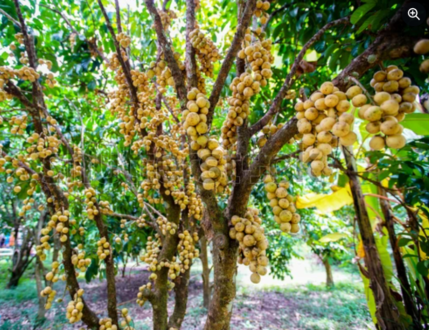 GUIDE TO PLANTING LANSONES