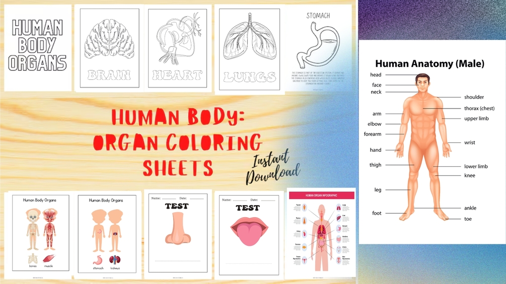 Human Body Study, Organ Coloring Sheets, Human Body Activity, Learn ...