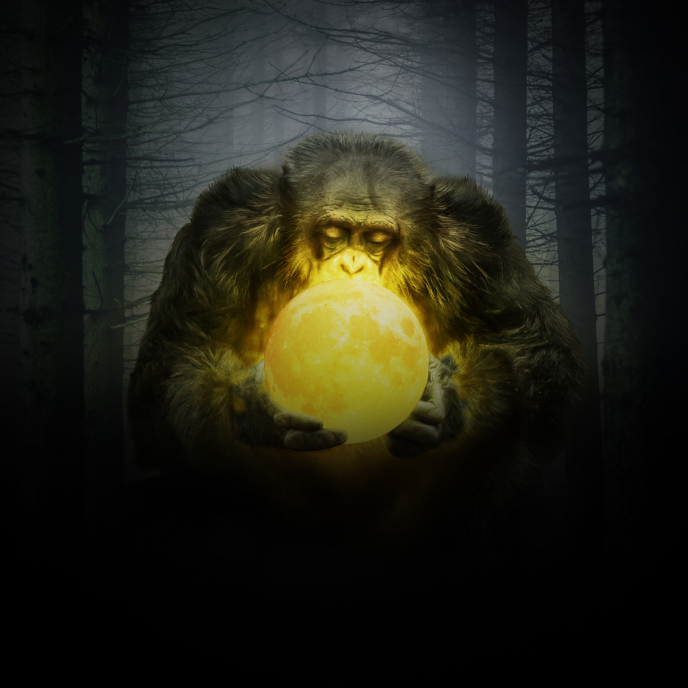 Gorilla Moon