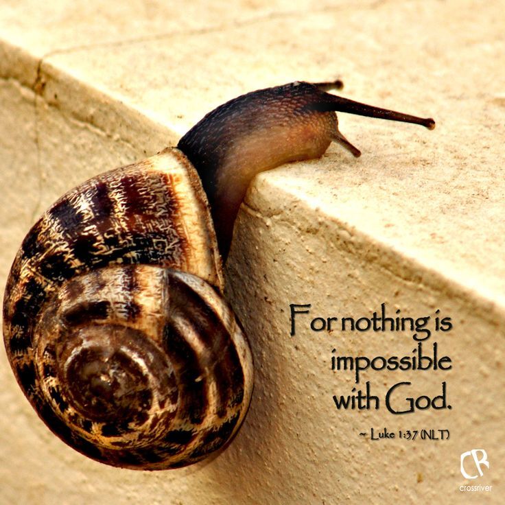 COMPREHENSIVE GUIDE ON SNAILS REARING