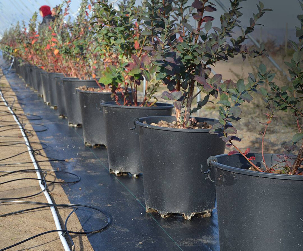 Blueberry Grow Pots