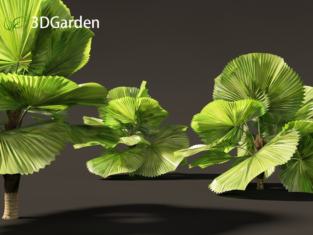 Licuala grandis – Swamp Fan Palm 3D Model
