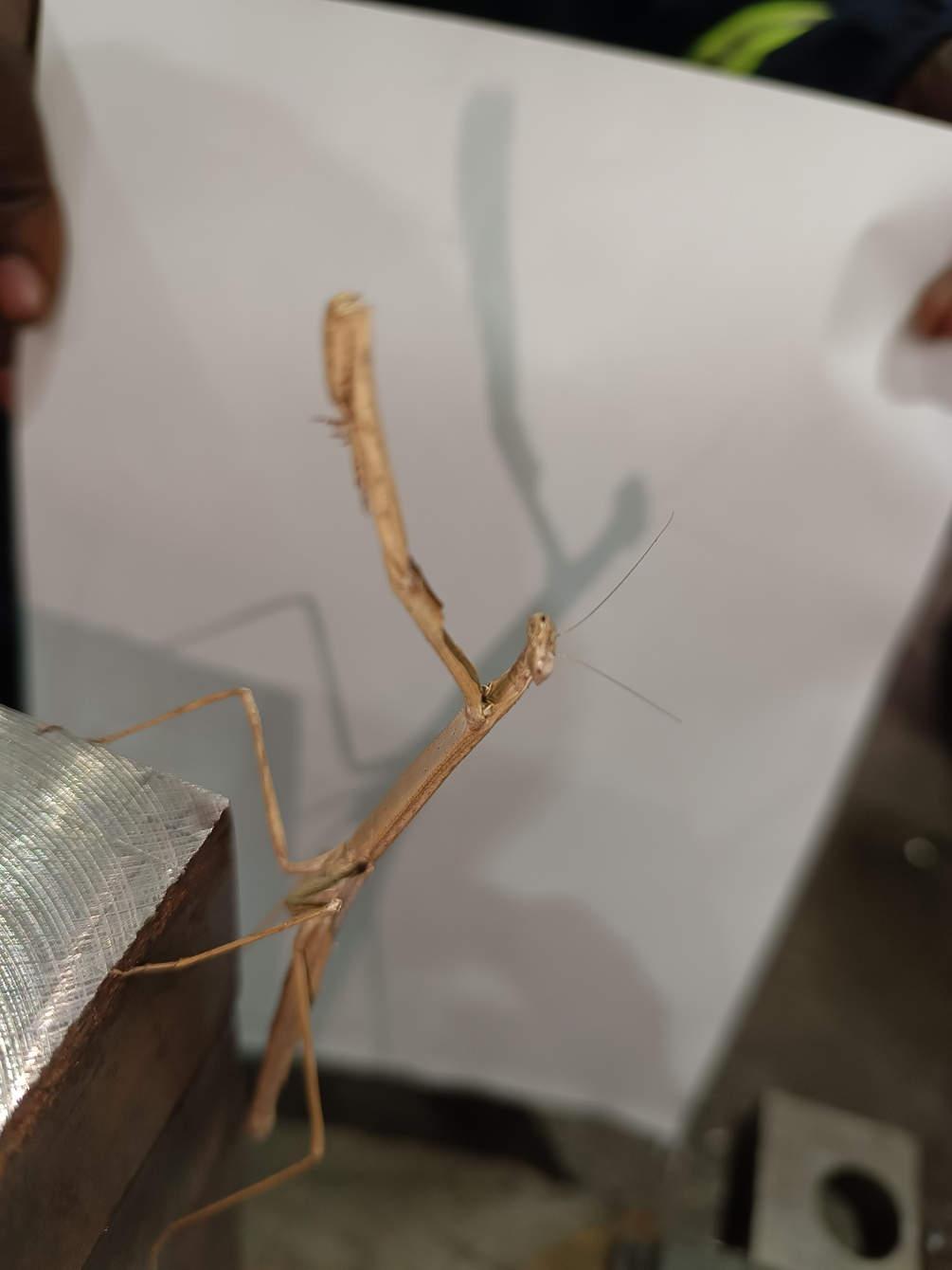 STICK INSECT
