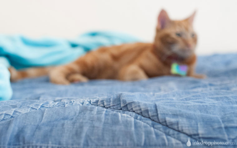 Roofus - 08 - 18x12x.75" Canvas Print