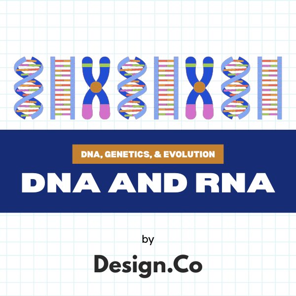DNA and RNA - PPT