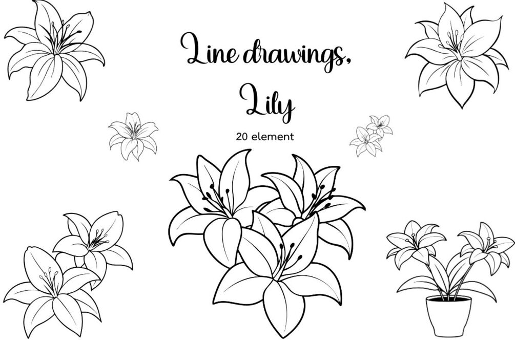 Line drawings, Lily, flower lines, EPS, PNG, SVG, flower line stamp ...