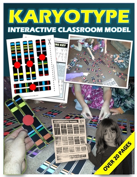 The Karyotyping Lab and Model Activity Bundle: A Comprehensive Hands-on ...