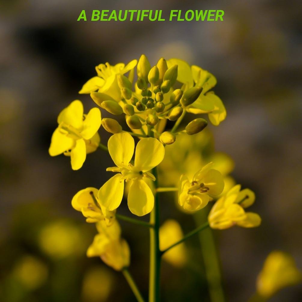 A Beautiful Flower