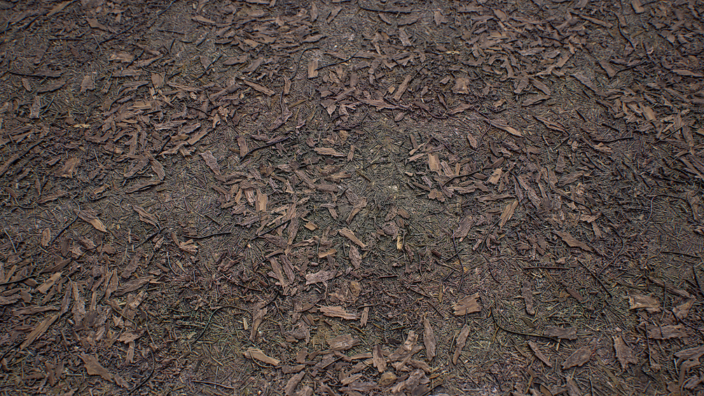 [Seamless PBR Textures] Forest_Dirt_2k