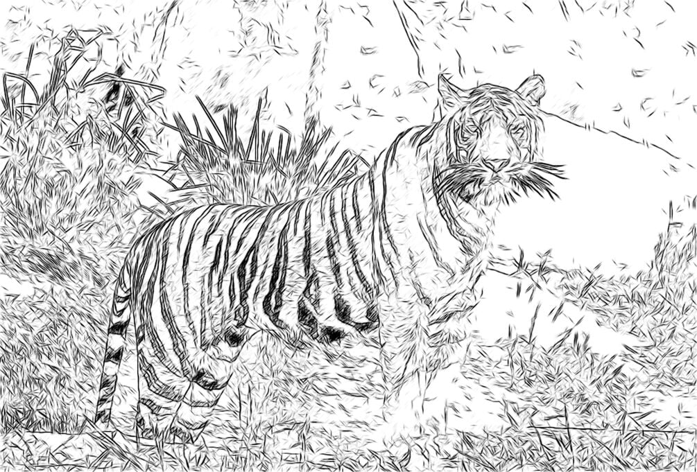 100 animals coloring pages - *Real Life* - PDF printable