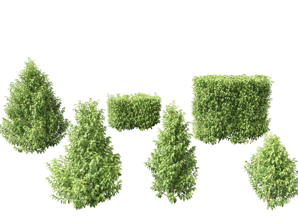 Oleria paniculata – Akiraho 3D Model 3D Model