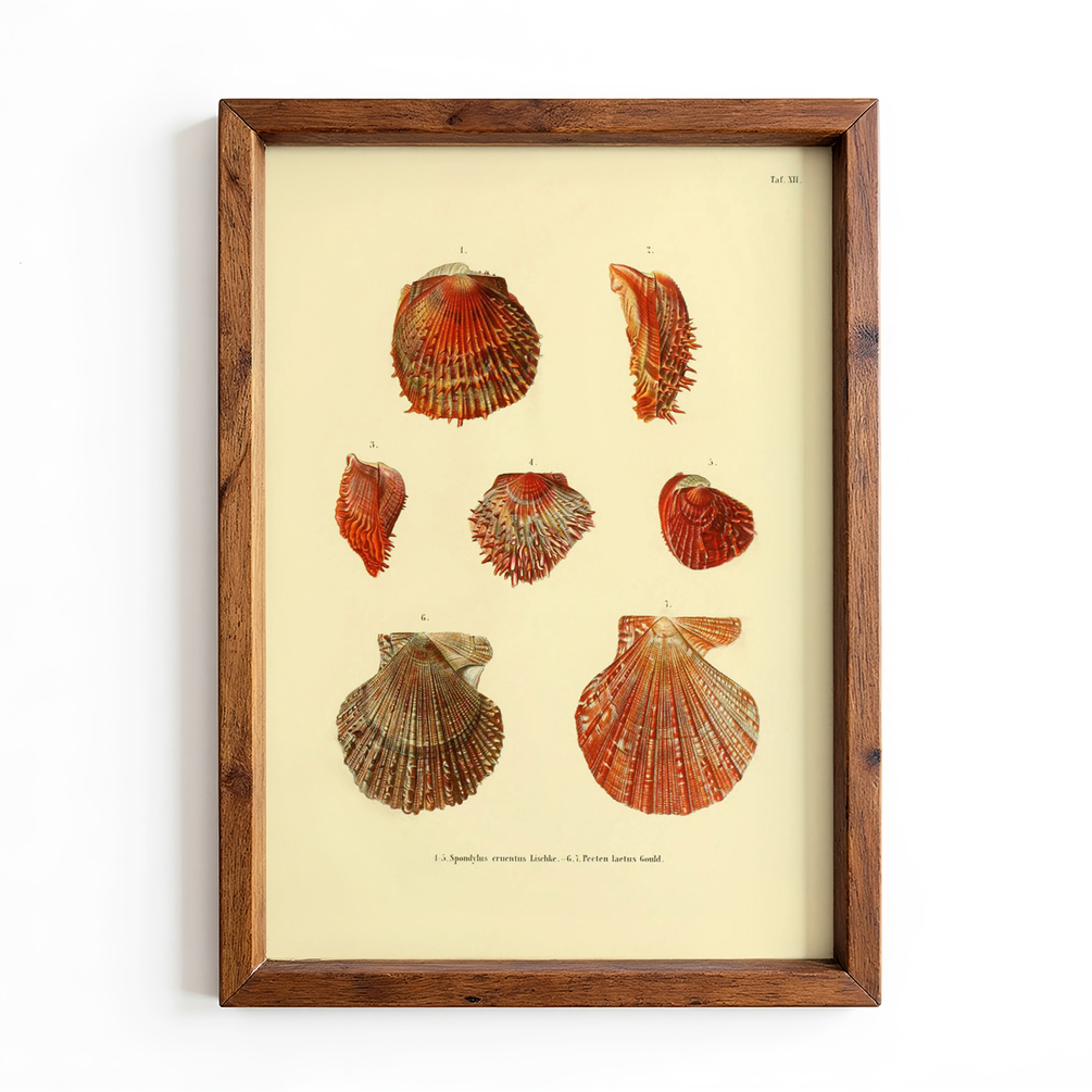 Free Vintage Seashell Art Print – Natural History Illustration Download ...