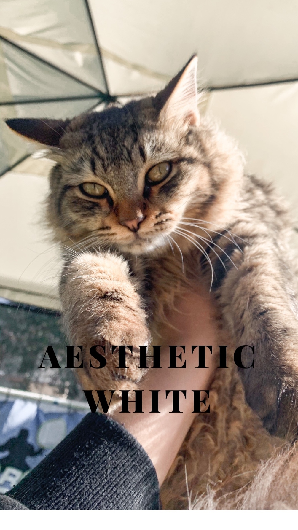 aesthetic white
