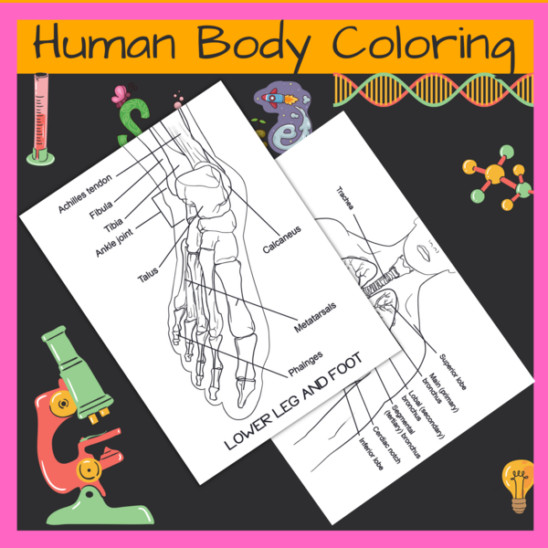 Human Body Anatomy Coloring Pages with Labels for Beginners