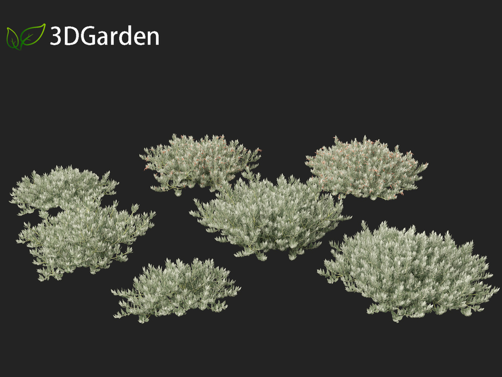 Eremophila glabra Kalbarri carpet – Tar Bush 3D Model