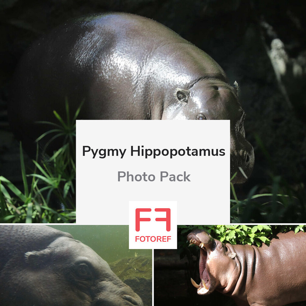 109 photos of Pygmy Hippopotamus