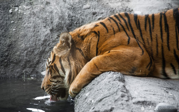 Sleepy Tiger - 04 - HD