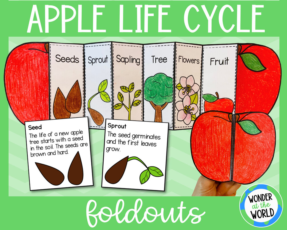 Apple life cycle Enlightenment material A4 11x8.5 inch Life cycle of an ...