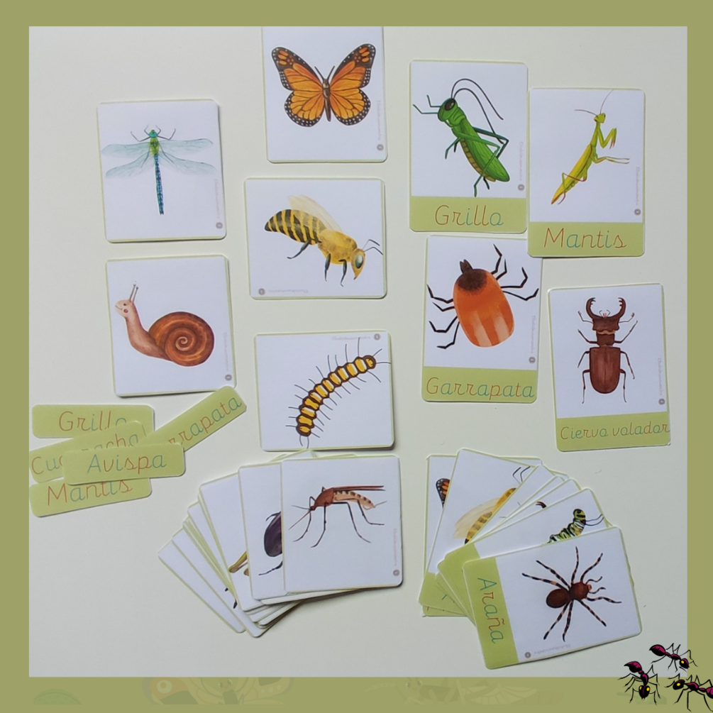 Tarjetas vocabulario - Montessori Los Insectos. Infantil. Material físico.