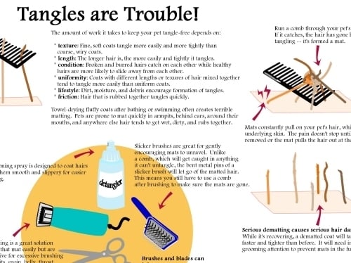 Groomerisms Tangles are Trouble Grooming Infographic