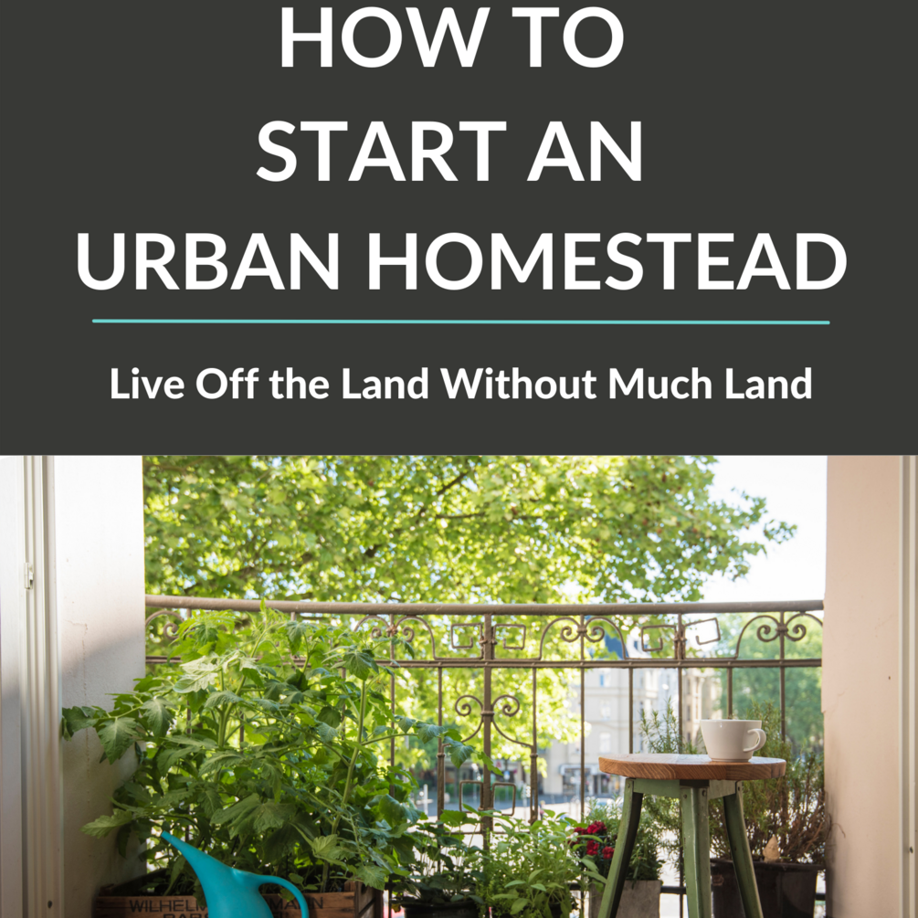 How to Start A Homestead on an Urban Lot