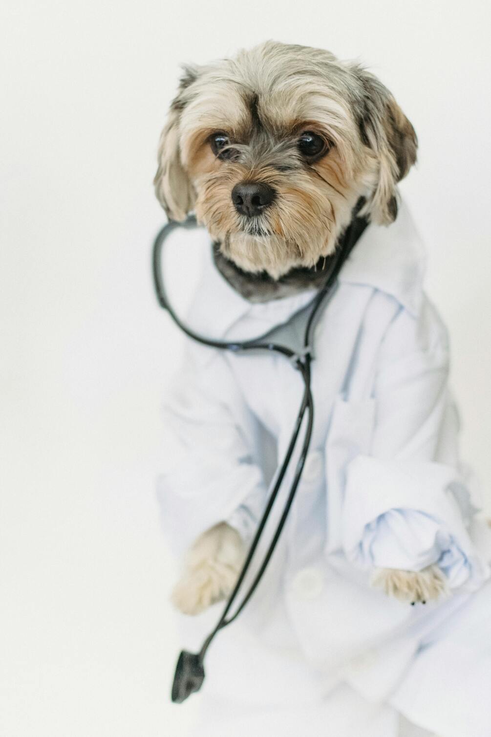 Fake Doctor's Note