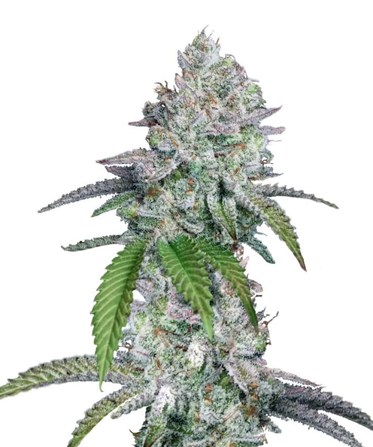 Mac 1 Weed Seeds | High-Quality Cannabis for Your Garden