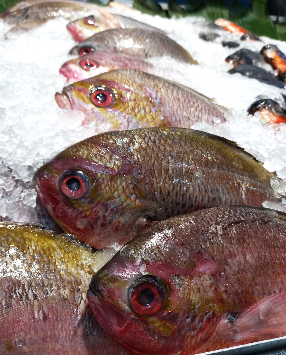 Fish at market