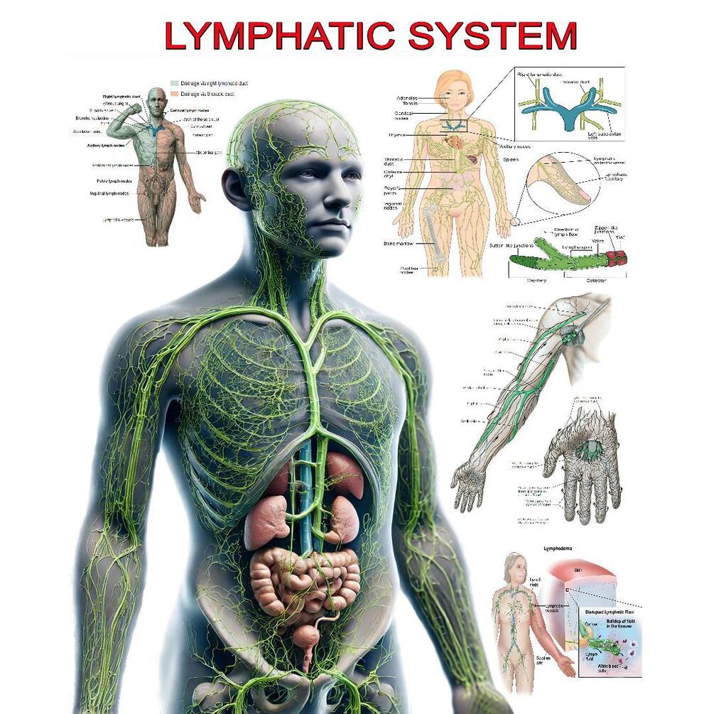 Lymphatic System Poster: Comprehensive Overview with Anatomy and Common ...