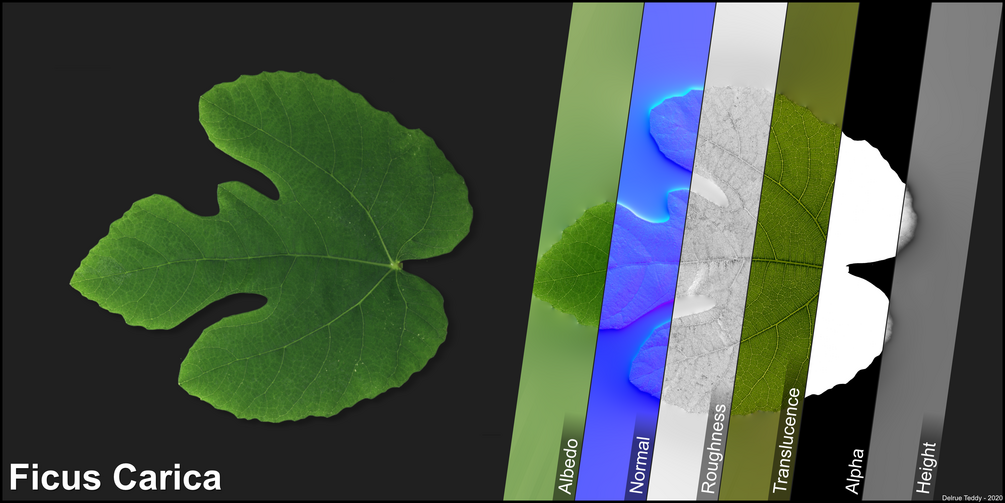 Photometric Scan Vegetation - Ficus Carica - Leaf 1