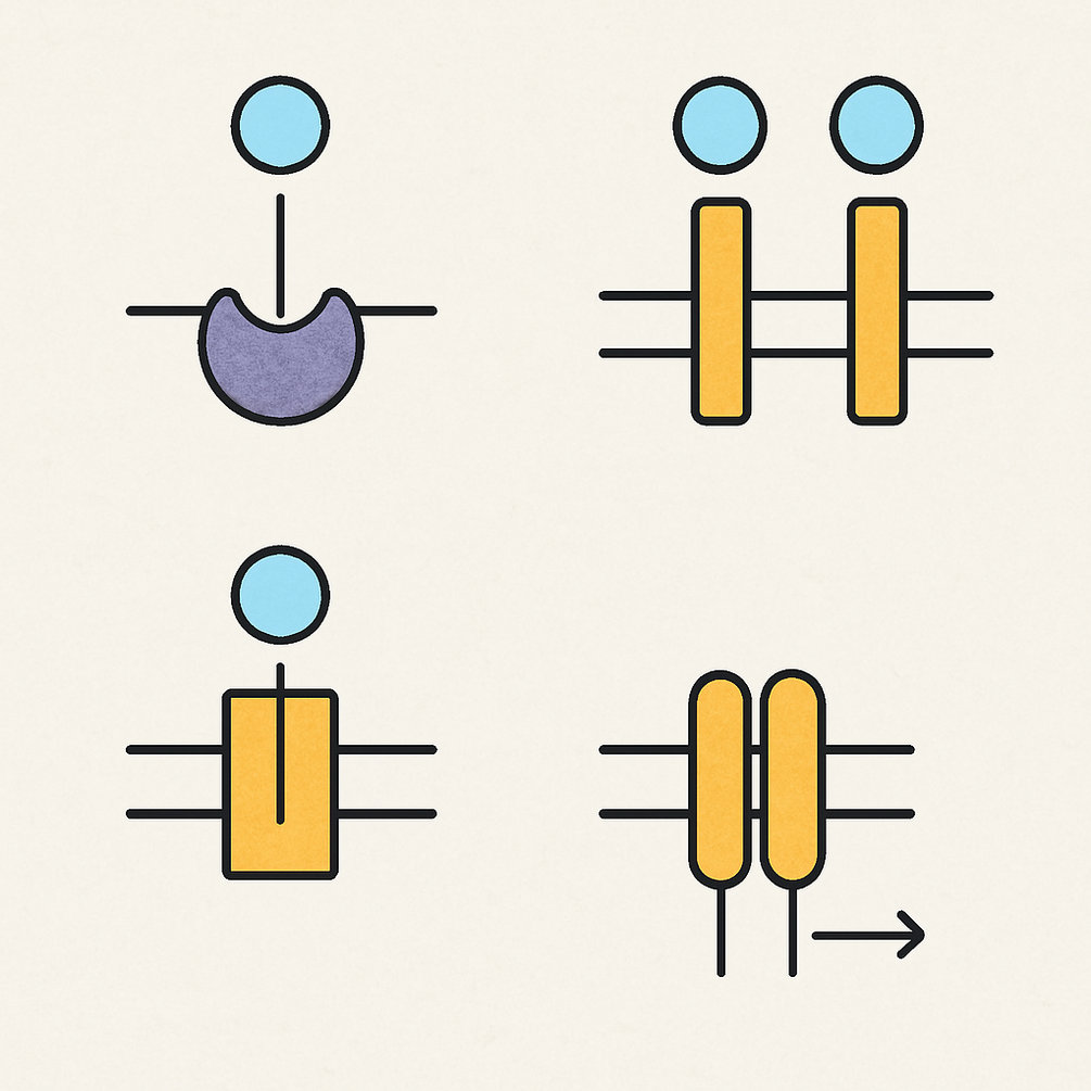 Cell Signaling Simplified: Study Guide + Cheat Sheet